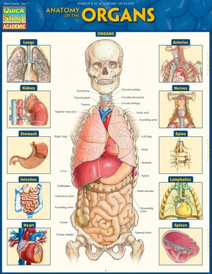 Anatomy of the Organs: Quickstudy Laminated Reference Guide by Perez ...
